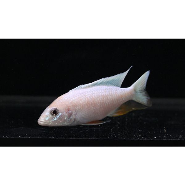 Albino Electric Blue Ahli Rift Lake Cichlid | Hollywood Fish Farm Online