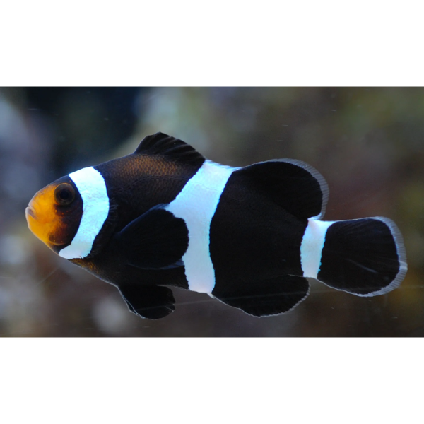 Black and White Darwin Clown Fish | Hollywood Fish Farm Online