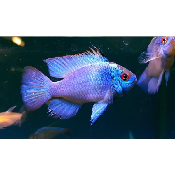 Electric Blue Ram Dwarf Cichlid (Jumbo) | Hollywood Fish Farm Online