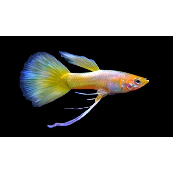 Full Gold Ribbon Guppy Livebearer | Hollywood Fish Farm Online
