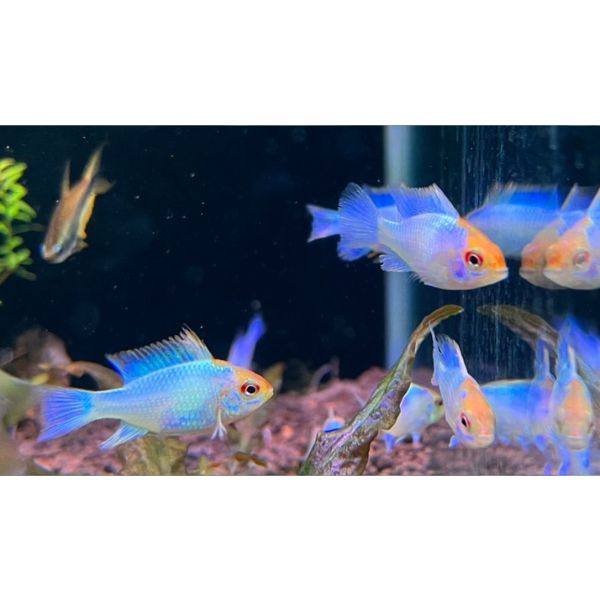 Gold Head Electric Blue Ram Dwarf Cichlid | Hollywood Fish Farm Online