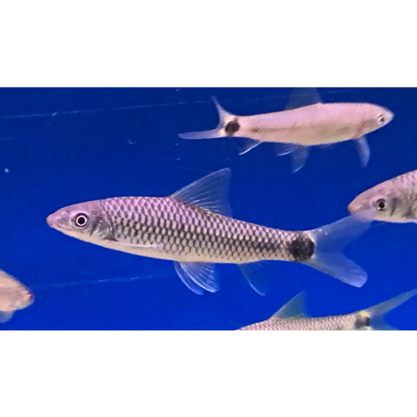 Gold SAE/Crossocheilus Reticulatus | Hollywood Fish Farm Online
