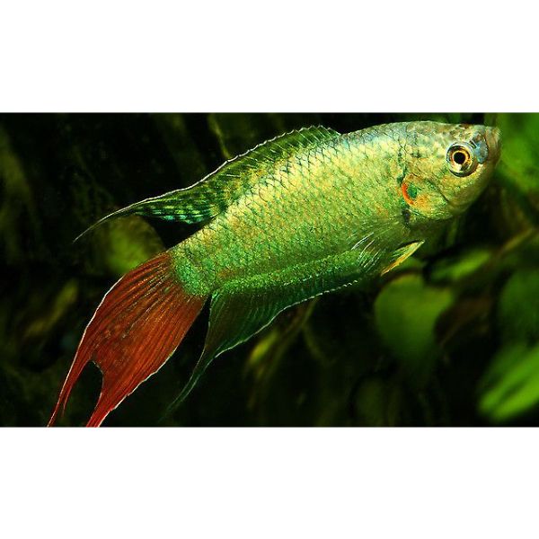 Green Paradise Fish | Hollywood Fish Farm Online