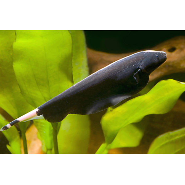 Black Ghost Knifefish | Hollywood Fish Farm Online
