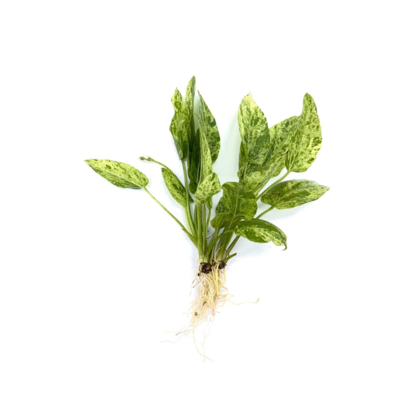 Marble Queen Sword Live Plant | Hollywood Fish Farm Online