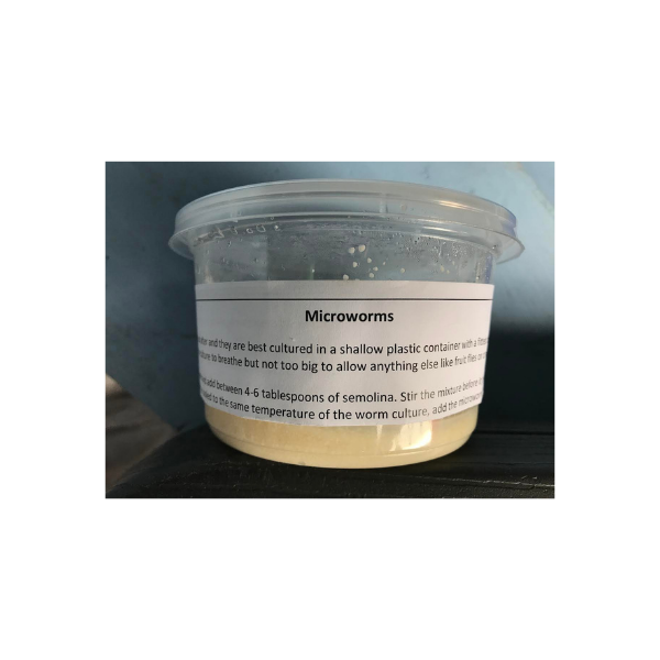 Microworm Culture | Hollywood Fish Farm Online