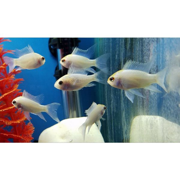 Platinum Electric Blue Ram Dwarf Cichlid | Hollywood Fish Farm Online