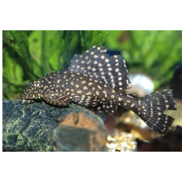 Gold Spot Pleco (P. joselimaianus) | Hollywood Fish Farm Online