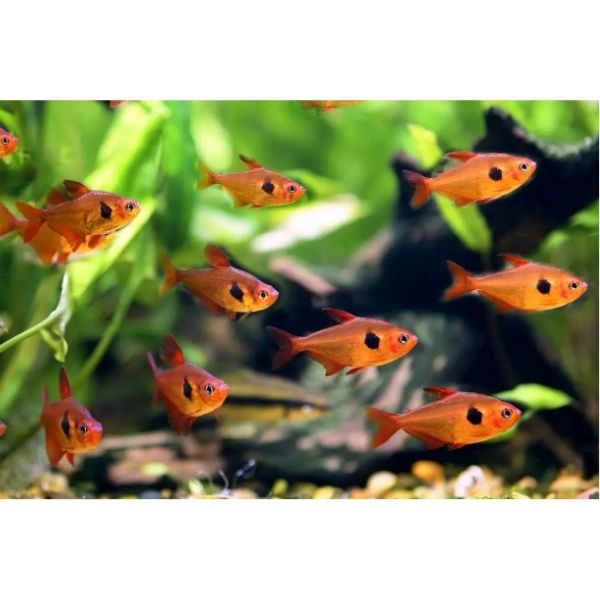 Red Phantom Tetra | Hollywood Fish Farm Online