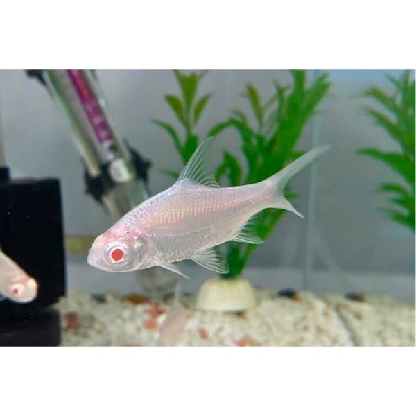 Tinfoil Barb Platinum Albino | Hollywood Fish Farm Online