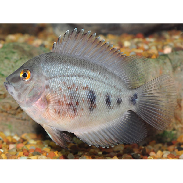 Uaru Cichlid | Hollywood Fish Farm Online