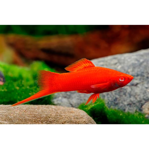 Velvet Red Eye Swordtail Livebearer | Hollywood Fish Farm Online