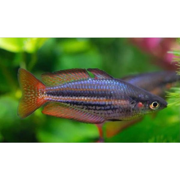Western Rainbow Fish | Hollywood Fish Farm Online