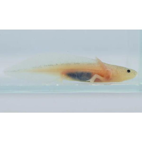 White Axolotl XS | Hollywood Fish Farm Online