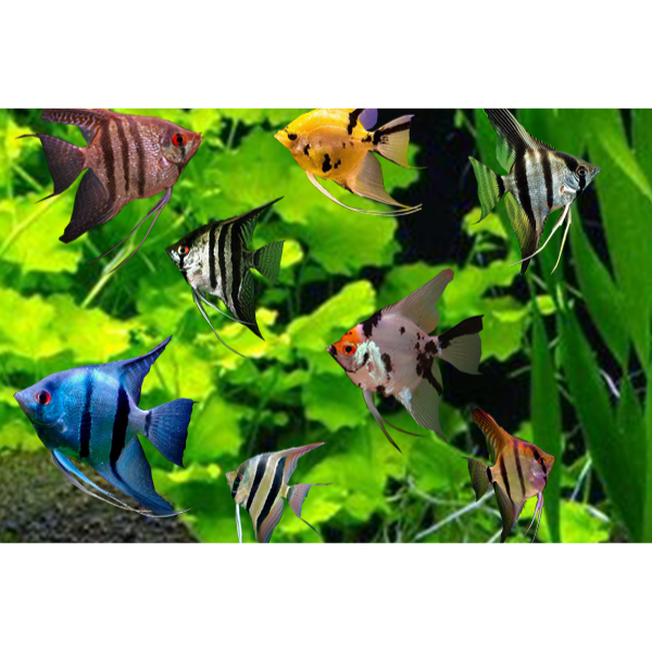 Angelfish Assorted Small | Hollywood Fish Farm Online