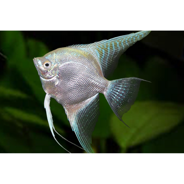 Angelfish Platinum | Hollywood Fish Farm Online
