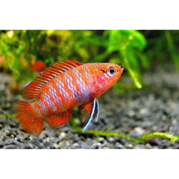 Badis Rainbow | Hollywood Fish Farm Online
