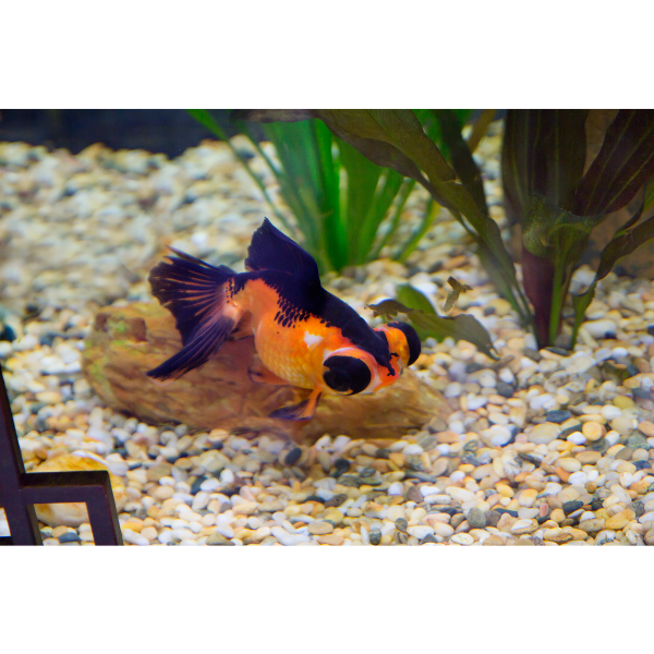 Globe Eye Goldfish | Hollywood Fish Farm Online