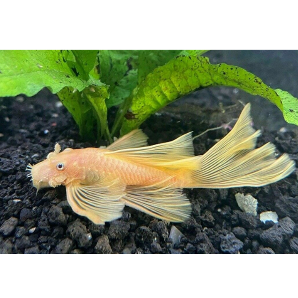 Longfin Pleco