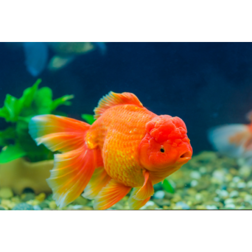 Goldfish | Coldwater Goldfish perfect for your Aquarium or Pond!