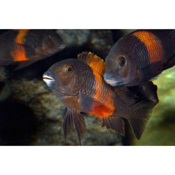 Red Banded Moorii Cichlid