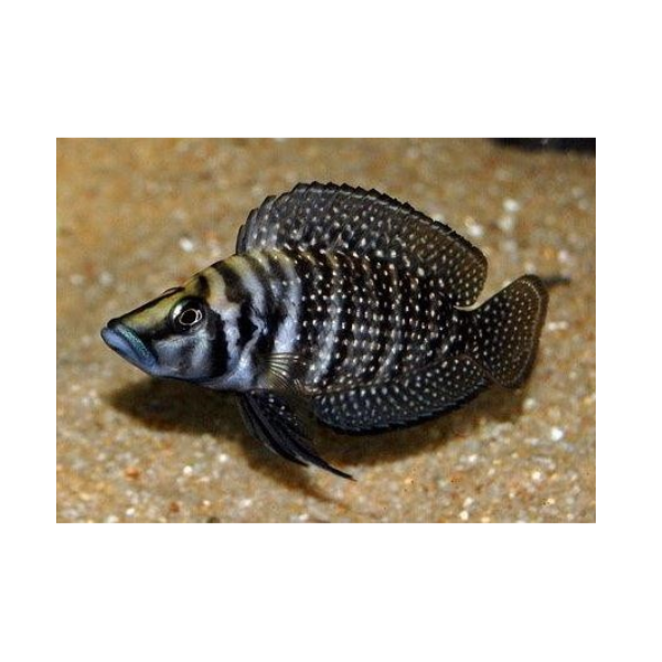 White Calvus Cichlid