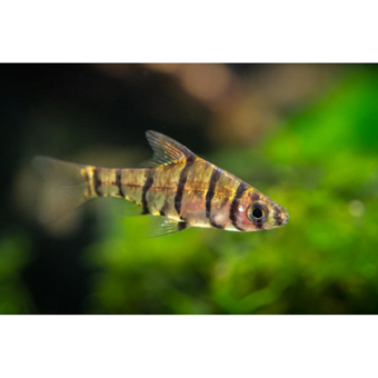 Barbs | Shop Freshwater Barbs online today at Hollywood Fish Farm