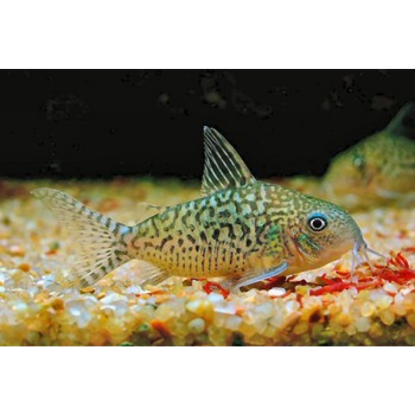 Corydoras Sodalis/'Agassize' | Hollywood Fish Farm Online