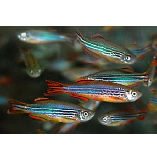 Kyathit Danio | Hollywood Fish Farm Online