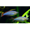 Neon Dwarf Rainbow Fish | Hollywood Fish Farm Online