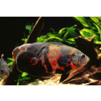 Oscar Cichlid Red Tiger | Hollywood Fish Farm Online