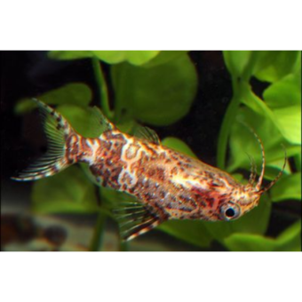 Synodontis Upside Down Catfish | Hollywood Fish Farm Online