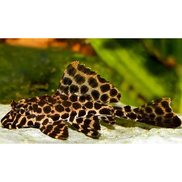 Red Spot Sailfin Pleco | Hollywood Fish Farm Online