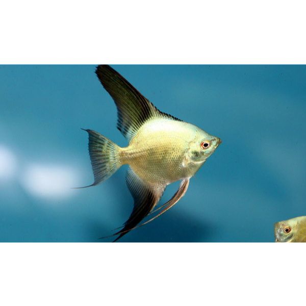 Angelfish Bulgarian Green/Seal Point | Hollywood Fish Farm Online