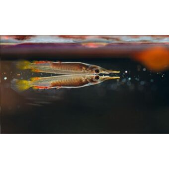 Wrestling Halfbeak Livebearer | Hollywood Fish Farm Online