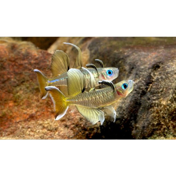Pacific Blue-eye Rainbow Fish | Hollywood Fish Farm Online