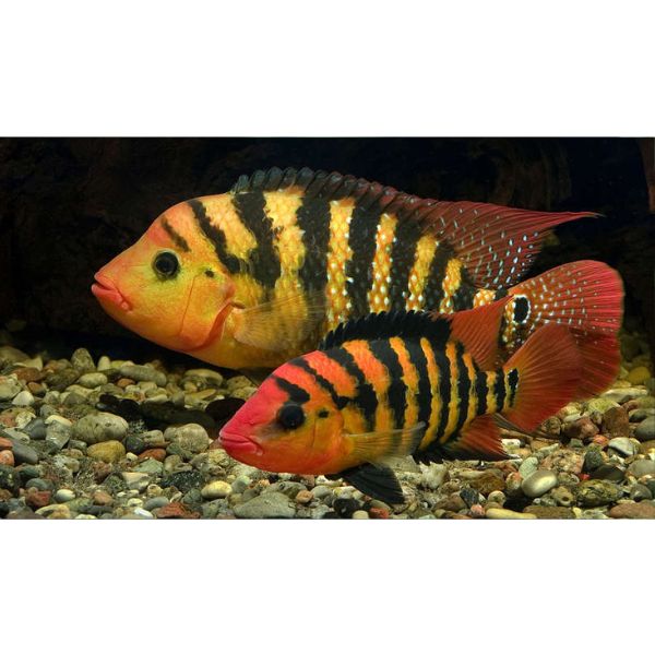 Red Terror Cichlid | Hollywood Fish Farm Online