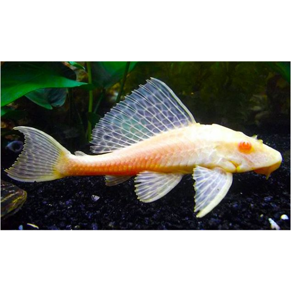 Albino Red Spot Pleco | Hollywood Fish Farm Online