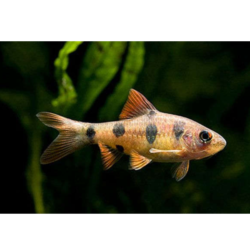 Barbs | Shop Freshwater Barbs online today at Hollywood Fish Farm