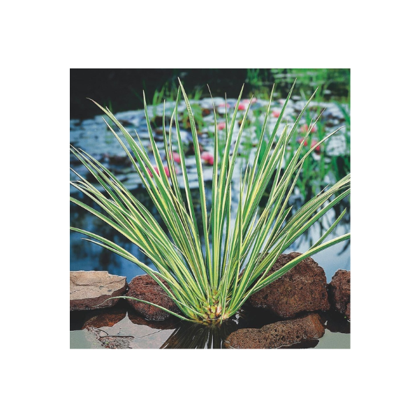 Japanese Rush Live Plant | Hollywood Fish Farm Online