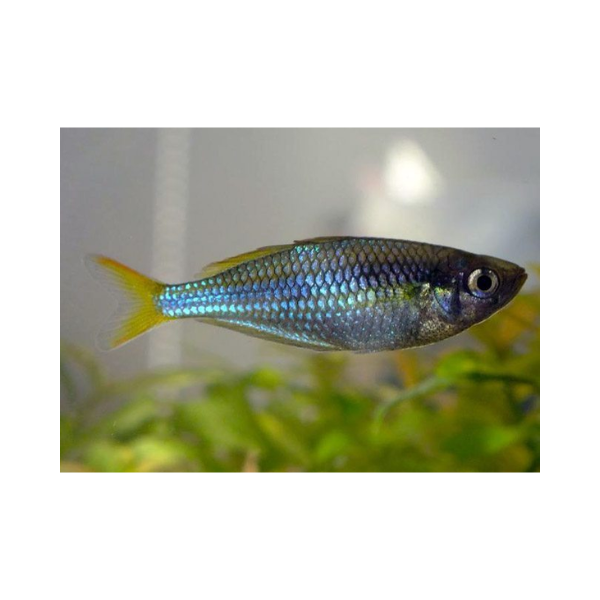 Neon Dwarf Rainbowfish | Hollywood Fish Farm Online
