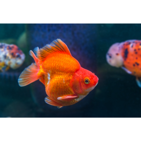 Goldfish | Coldwater Goldfish perfect for your Aquarium or Pond!