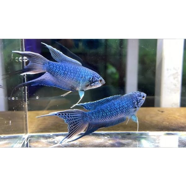 Blue Paradise Fish | Hollywood Fish Farm Online