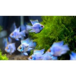 Balloon Electric Blue Ram Dwarf Cichlid | Hollywood Fish Farm Online
