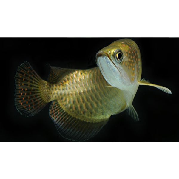 Arowana Pearl/Jardini | Hollywood Fish Farm Online