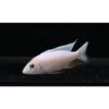 Albino Electric Blue Ahli Rift Lake Cichlid | Hollywood Fish Farm Online