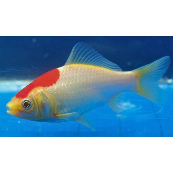 Goldfish | Coldwater Goldfish perfect for your Aquarium or Pond!