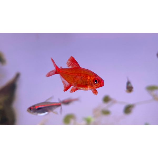 Muzel Red Cherry Tetra | Hollywood Fish Farm Online