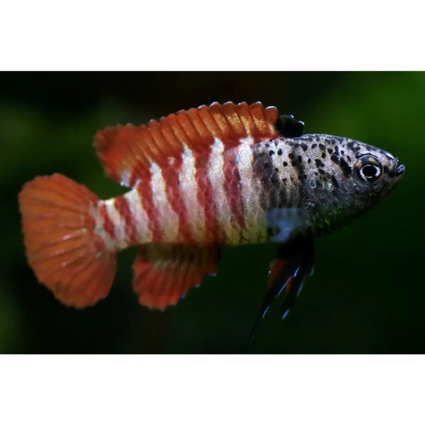 Black Tiger Badis | Hollywood Fish Farm Online