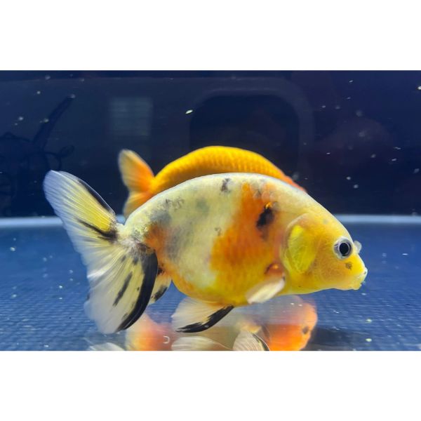 Calico Lionhead Goldfish | Hollywood Fish Farm Online